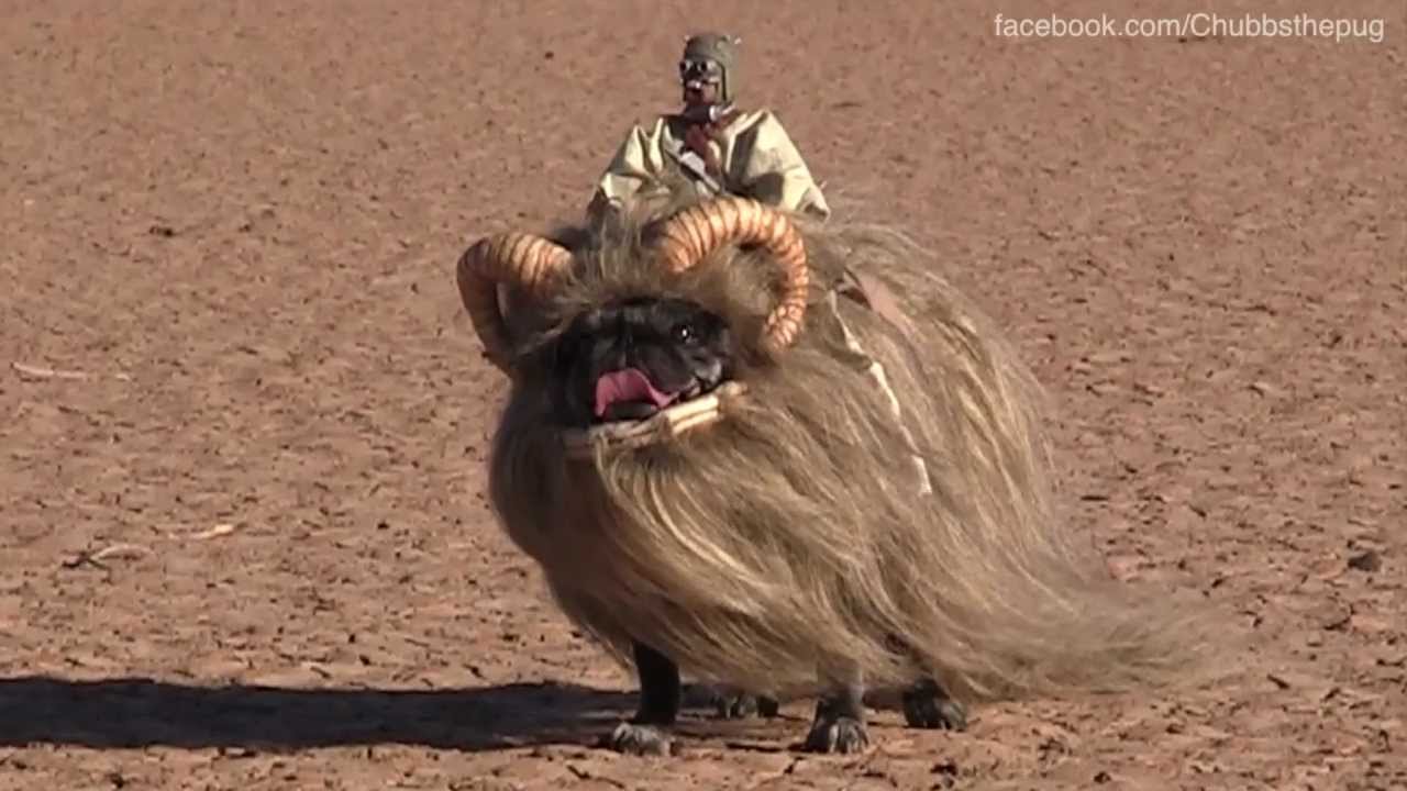 Tusken Raider rides fierce Bantha... pug